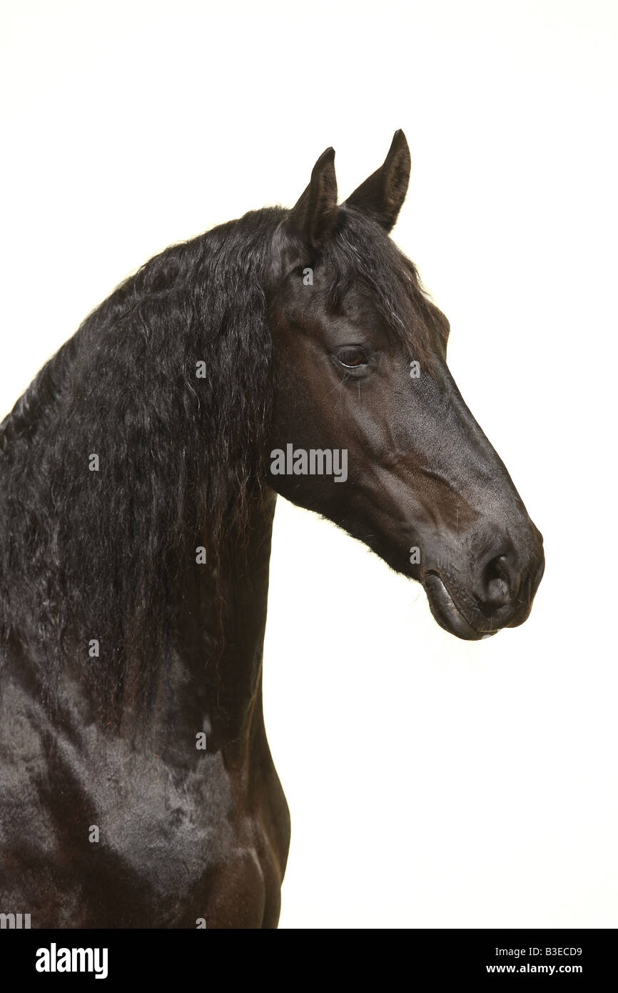 friesian horse - portrait Stock Photo - Alamy