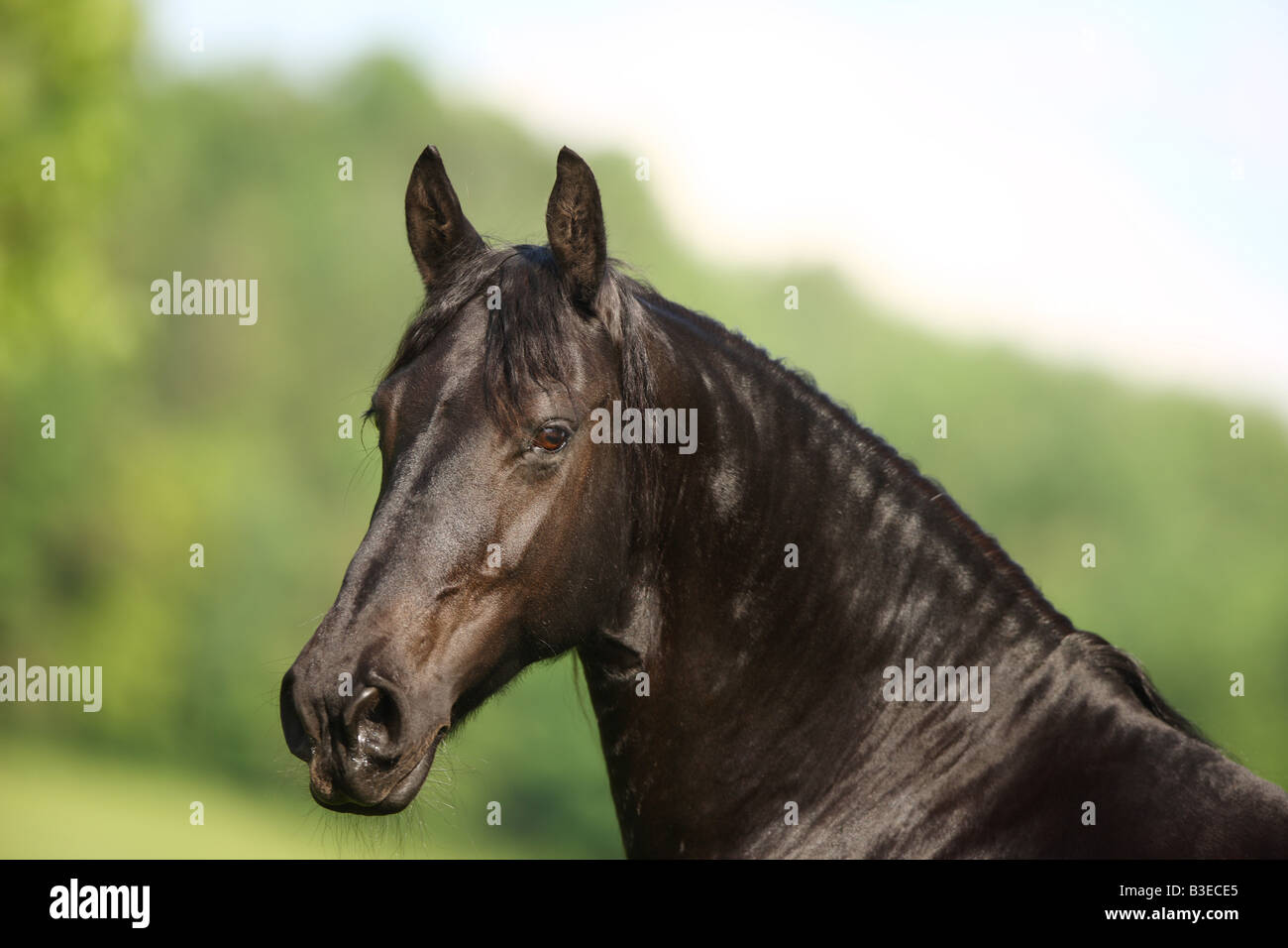 friesian horse - portrait Stock Photo - Alamy