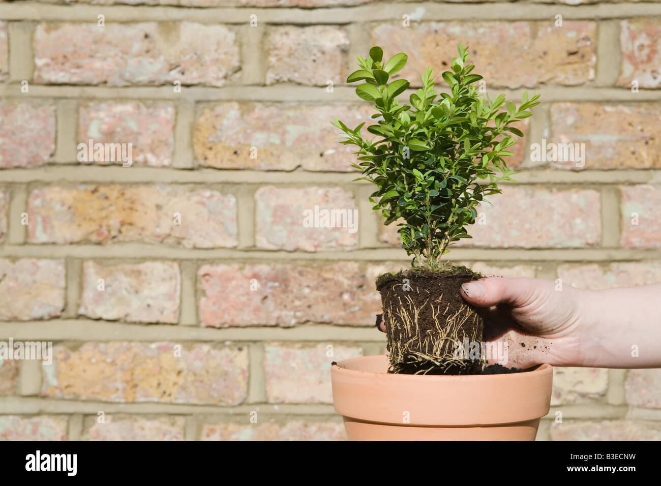 Person with plant Stock Photo - Alamy