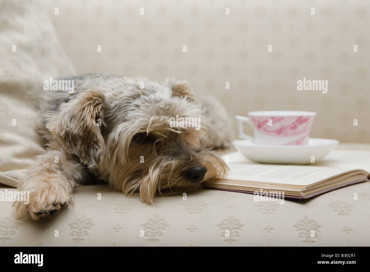 Cute dog with tea and a book Stock Photo - Alamy