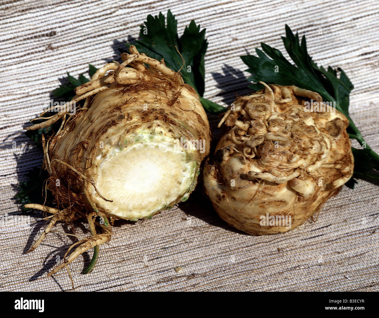 botany, Celery, (Apium), Celeriac, (Apium rapaceum), tuber, root ...
