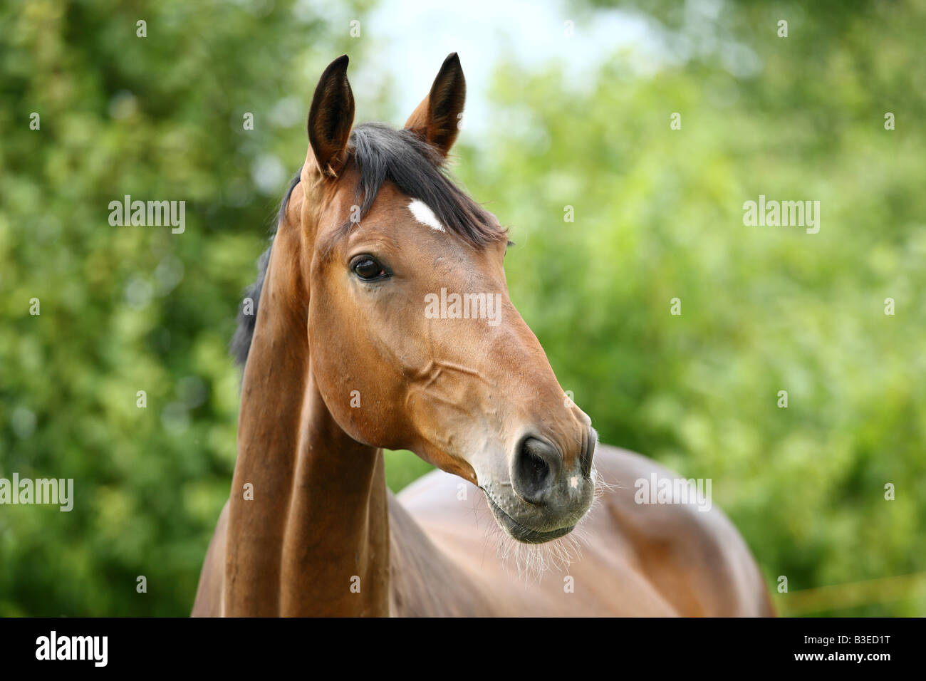 hanoverian horse - portrait Stock Photo - Alamy