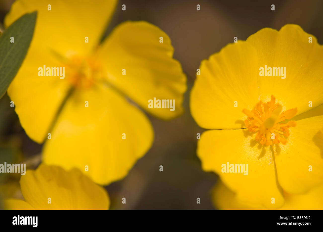 A Bush Poppy, Dendromecon rigida, or Tree Poppy blooms in the mountains ...