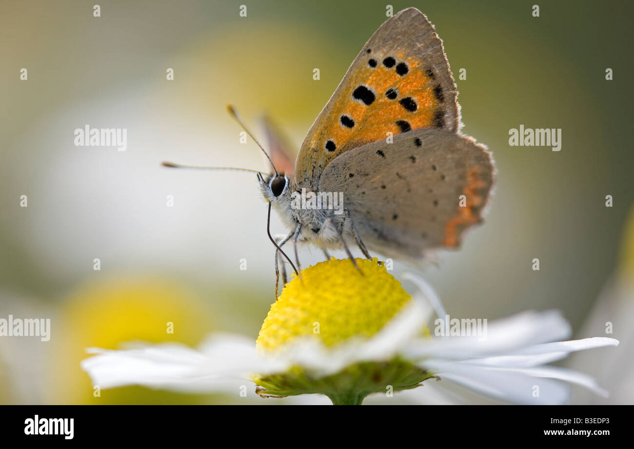 Small Copper or Common Copper ( Lycaena phlaeas), a fast flying ...