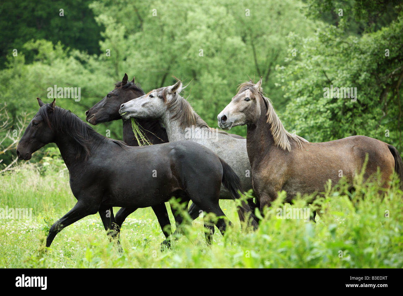 four young stallions - walking on meadow Stock Photo - Alamy