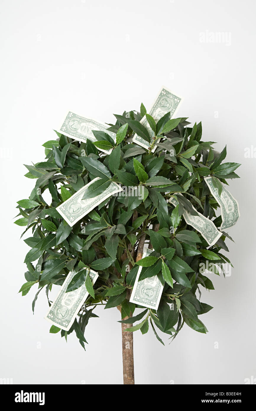 Dollar bills growing from tree Stock Photo - Alamy