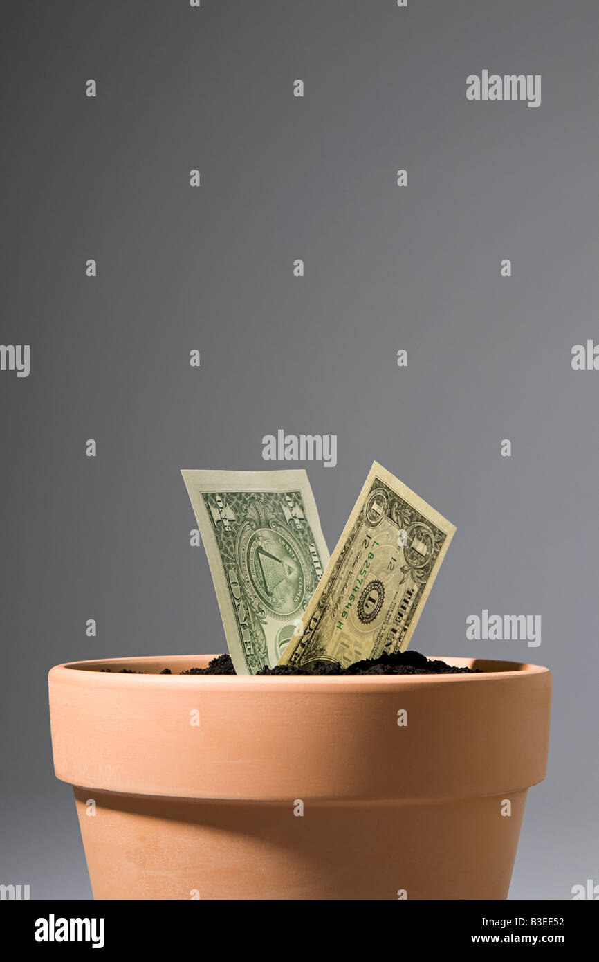 One dollar note growing from pot Stock Photo - Alamy