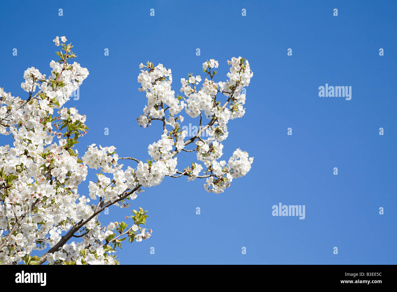 Blossoming tree in spring Stock Photo - Alamy