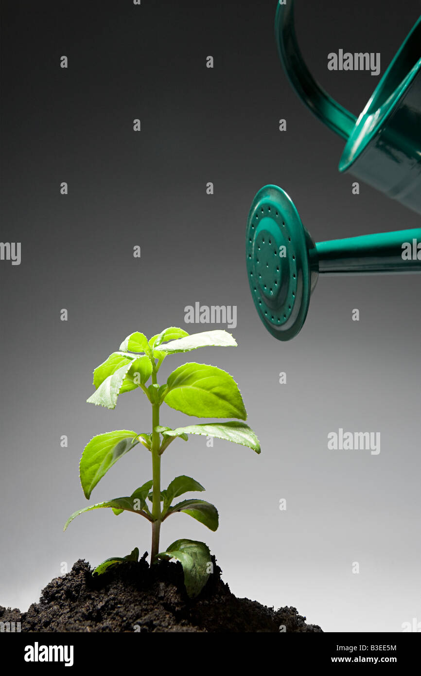 Watering can and sapling Stock Photo - Alamy