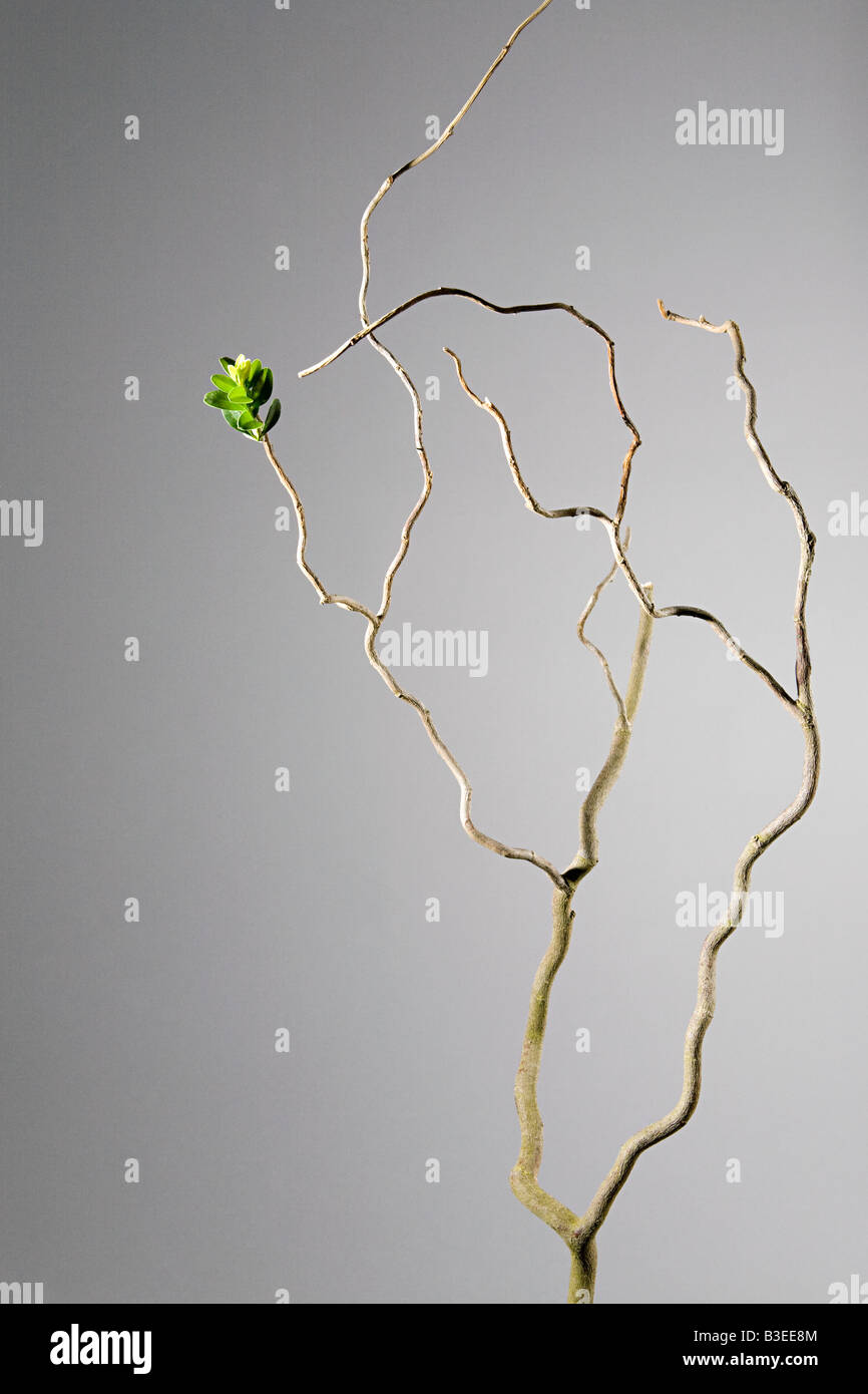 Sprouting Tree High Resolution Stock Photography and Images - Alamy