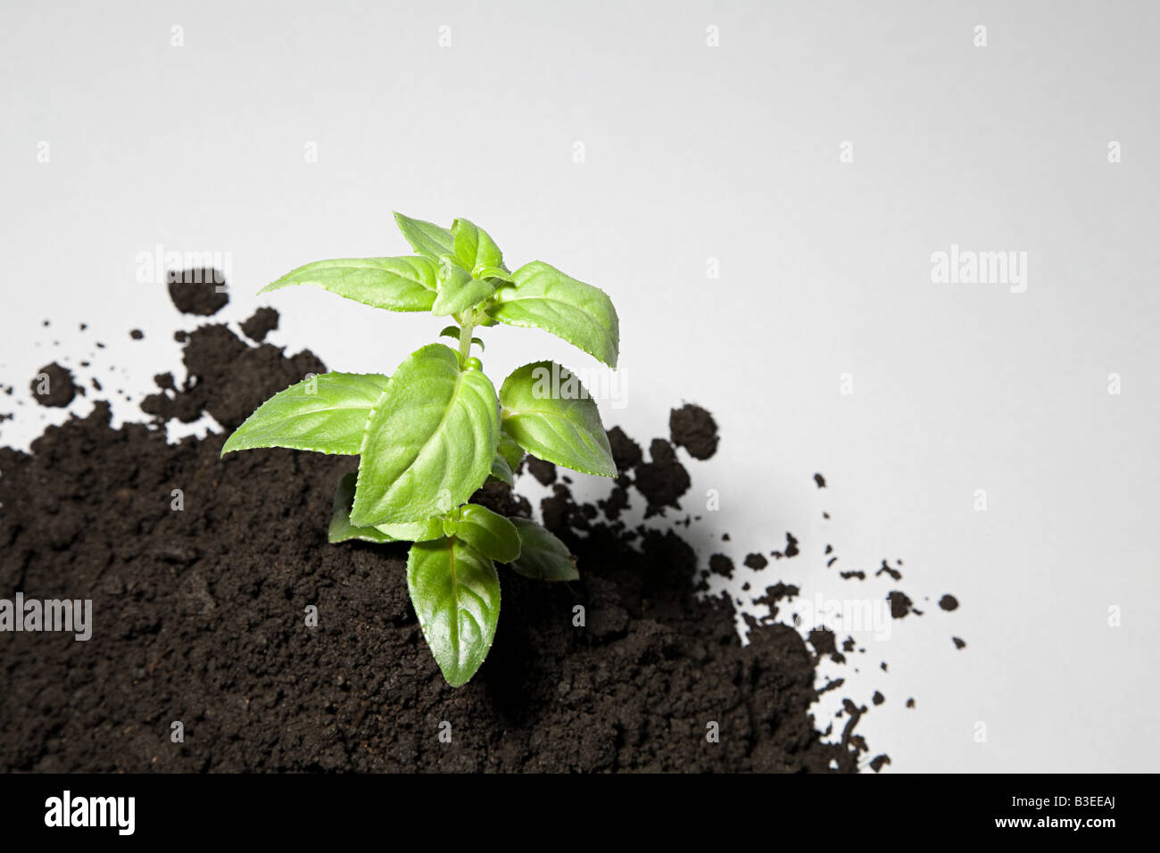 Sapling growing from mound of soil Stock Photo - Alamy