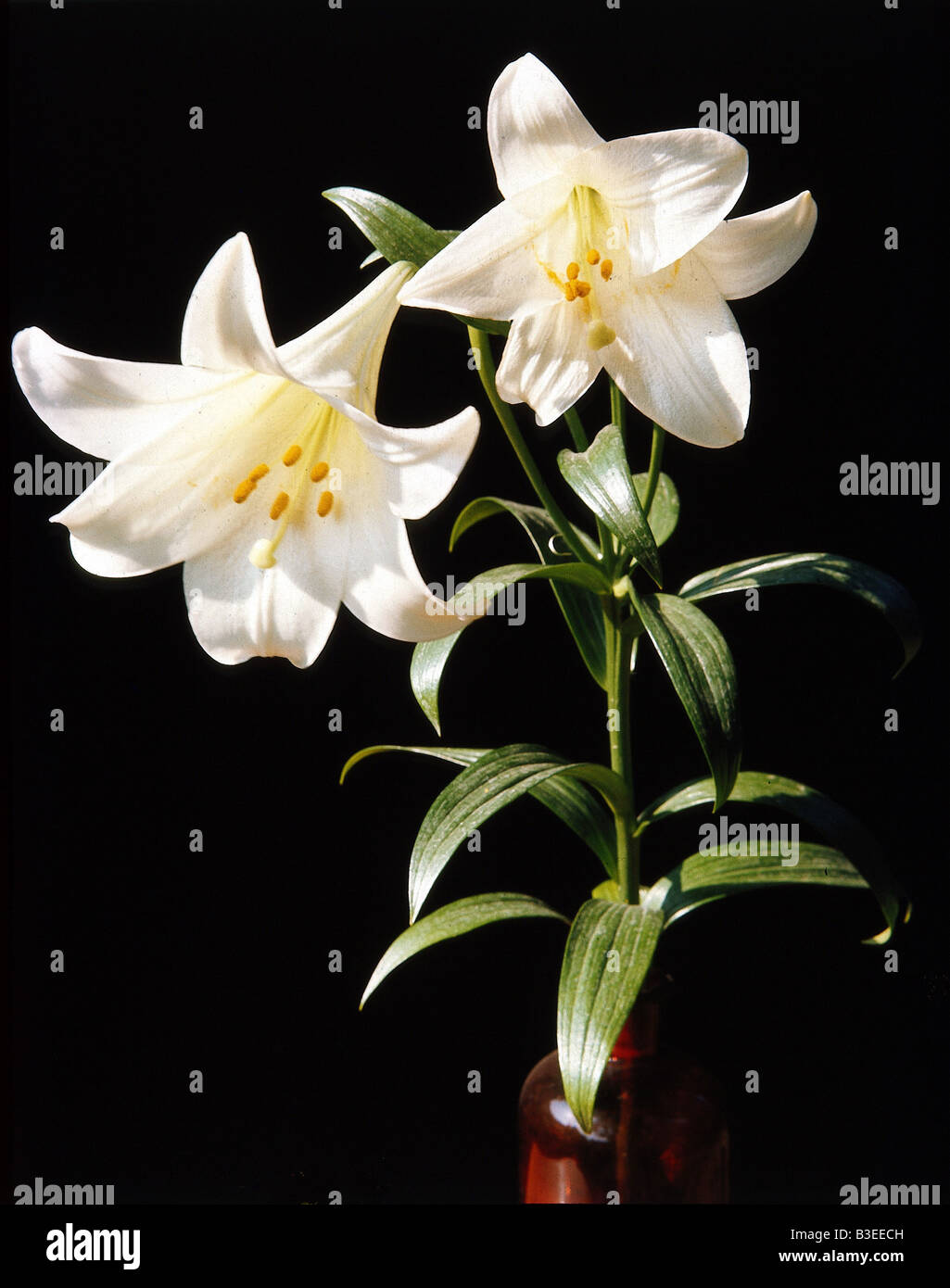 botany, lily, (Lilium), Madonna Lily, (Lilium candidum), blossoms ...