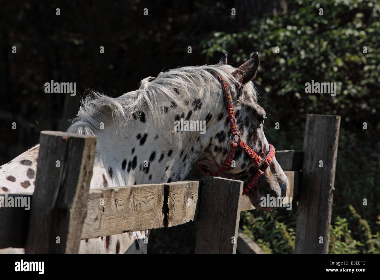 Appaloosa horse with spotted markings Stock Photo - Alamy