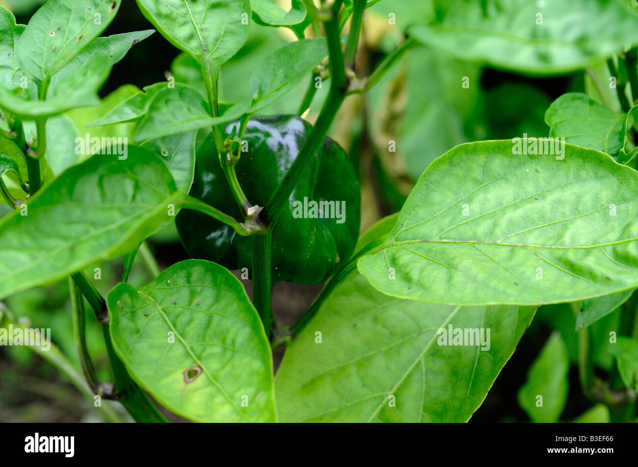 Red capsicum grill hi-res stock photography and images - Alamy