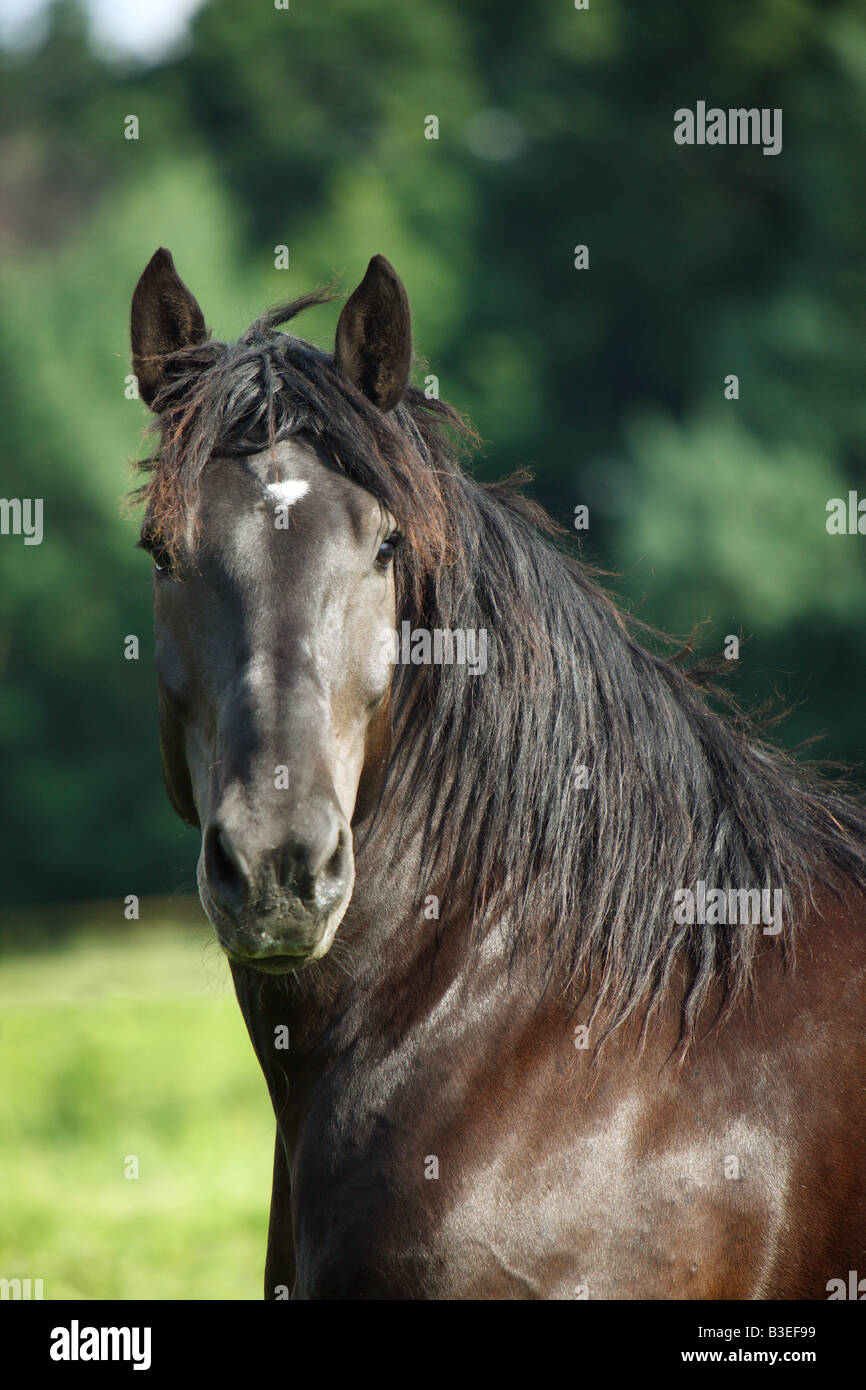 noriker - portrait Stock Photo - Alamy