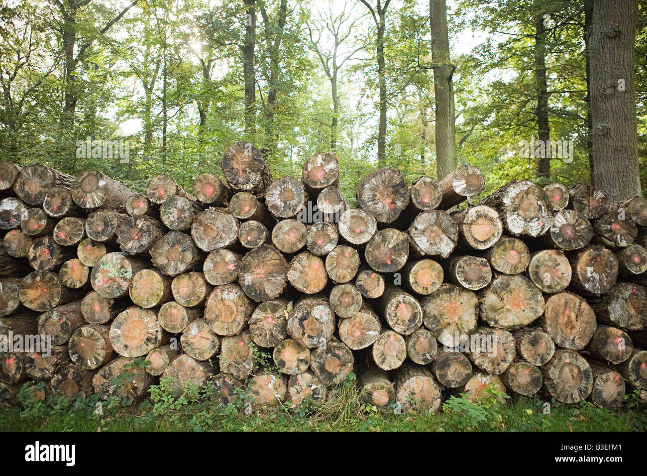 Trees in forest hi-res stock photography and images - Alamy