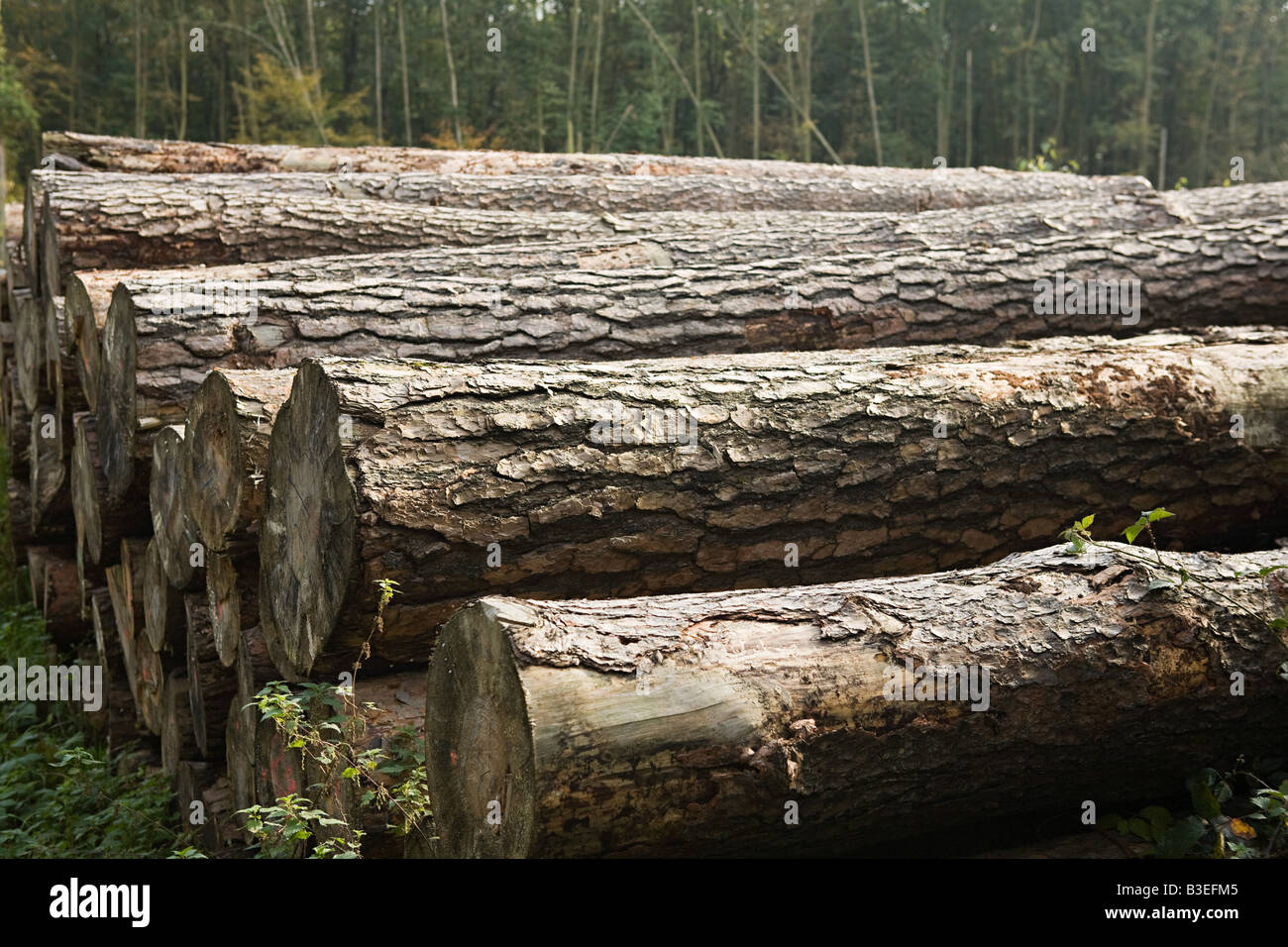 Pile of felled trees in forest Stock Photo - Alamy