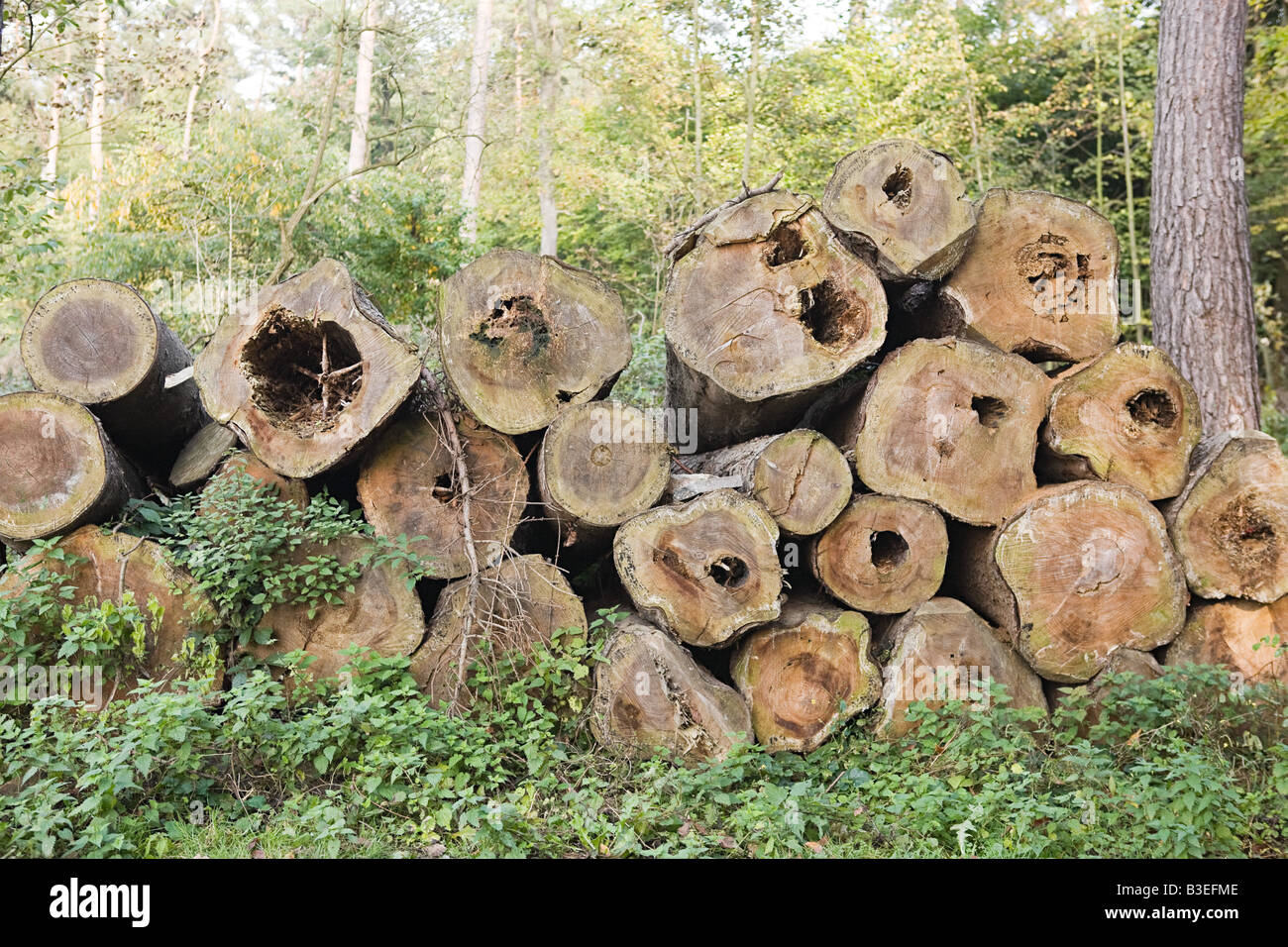 Pile of felled trees in forest Stock Photo - Alamy