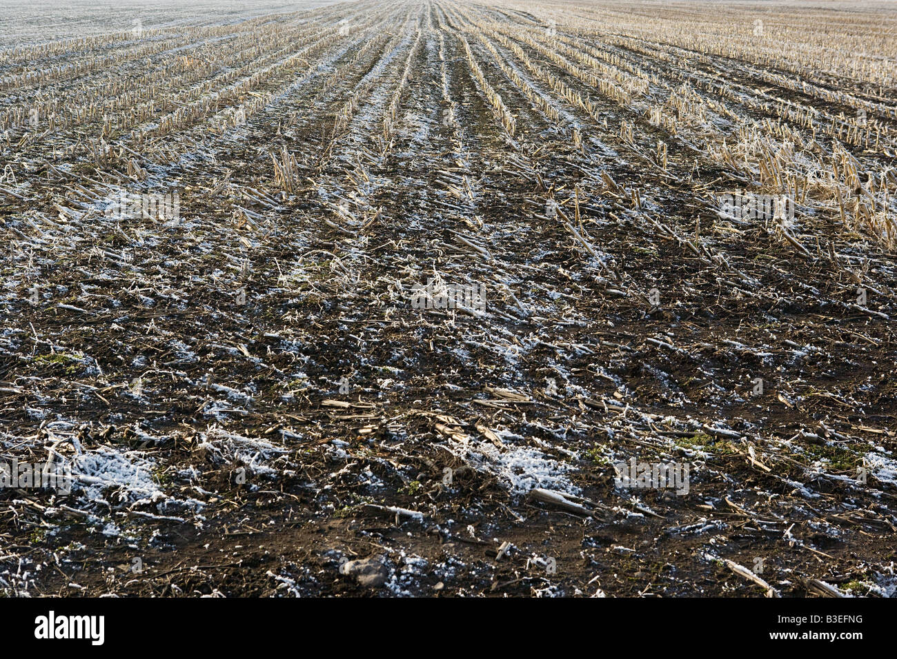 Frosty field hi-res stock photography and images - Alamy