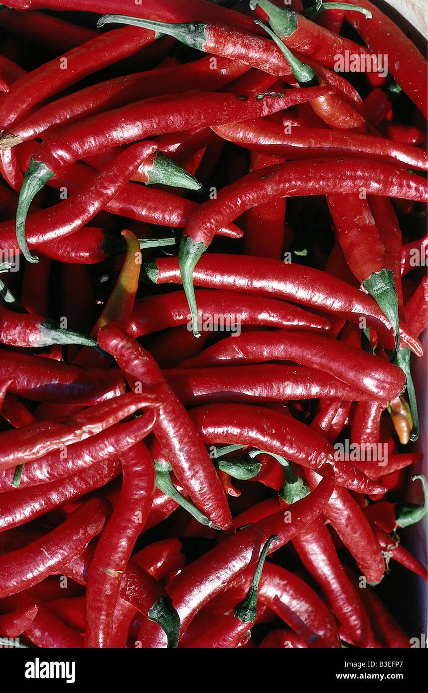 botany, Chili pepper, (Capsicum frutescens), husk, harvested, harvest ...