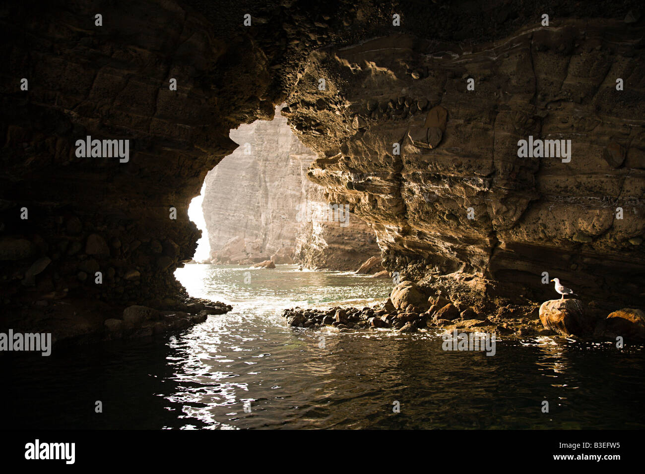 Bird in cave hi-res stock photography and images - Alamy