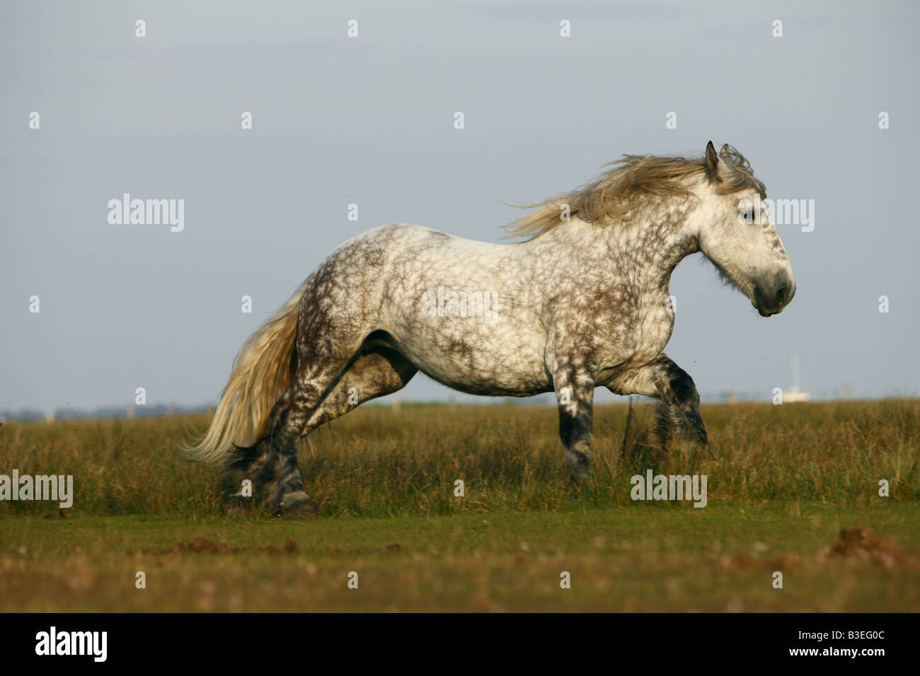 Dappled percheron horse percheron horse hi-res stock photography and ...