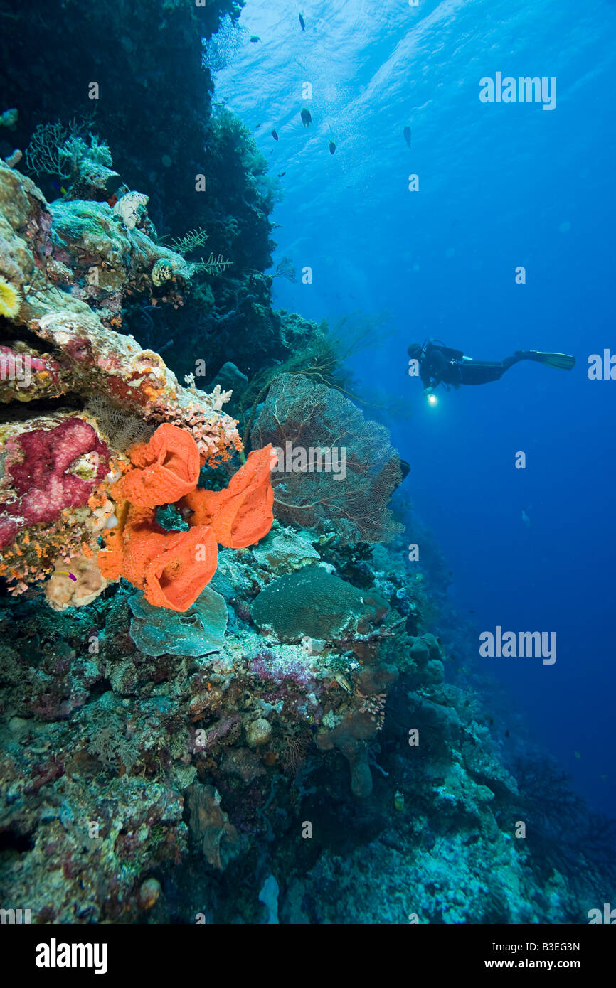 Coral guardian hi-res stock photography and images - Alamy