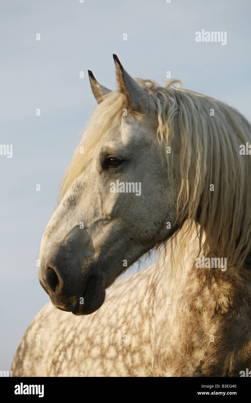 Portrait Of Percheron Horse High Resolution Stock Photography and ...