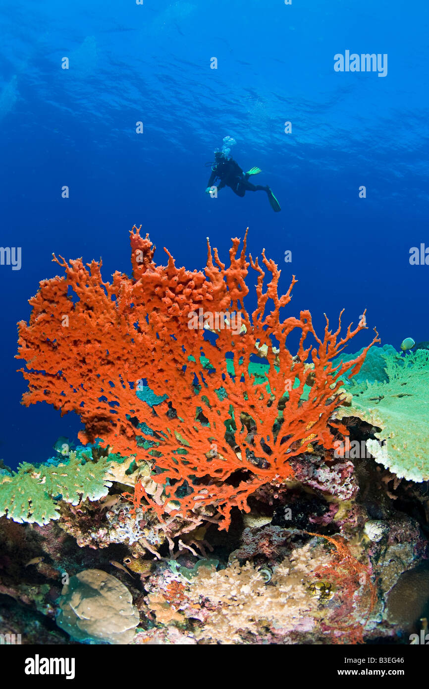 Scuba diver at coral reef Stock Photo - Alamy
