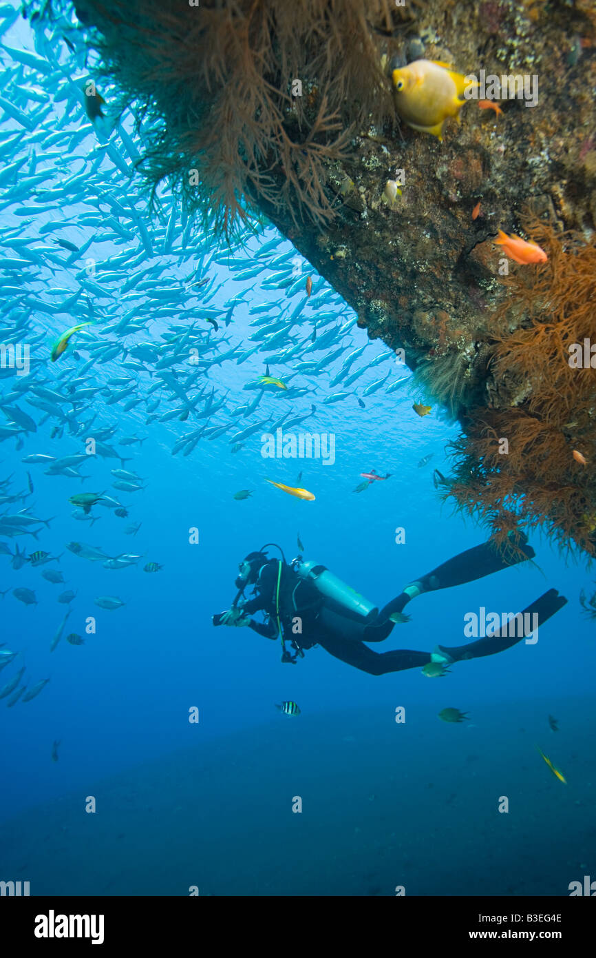 Scuba diver and fish Stock Photo - Alamy