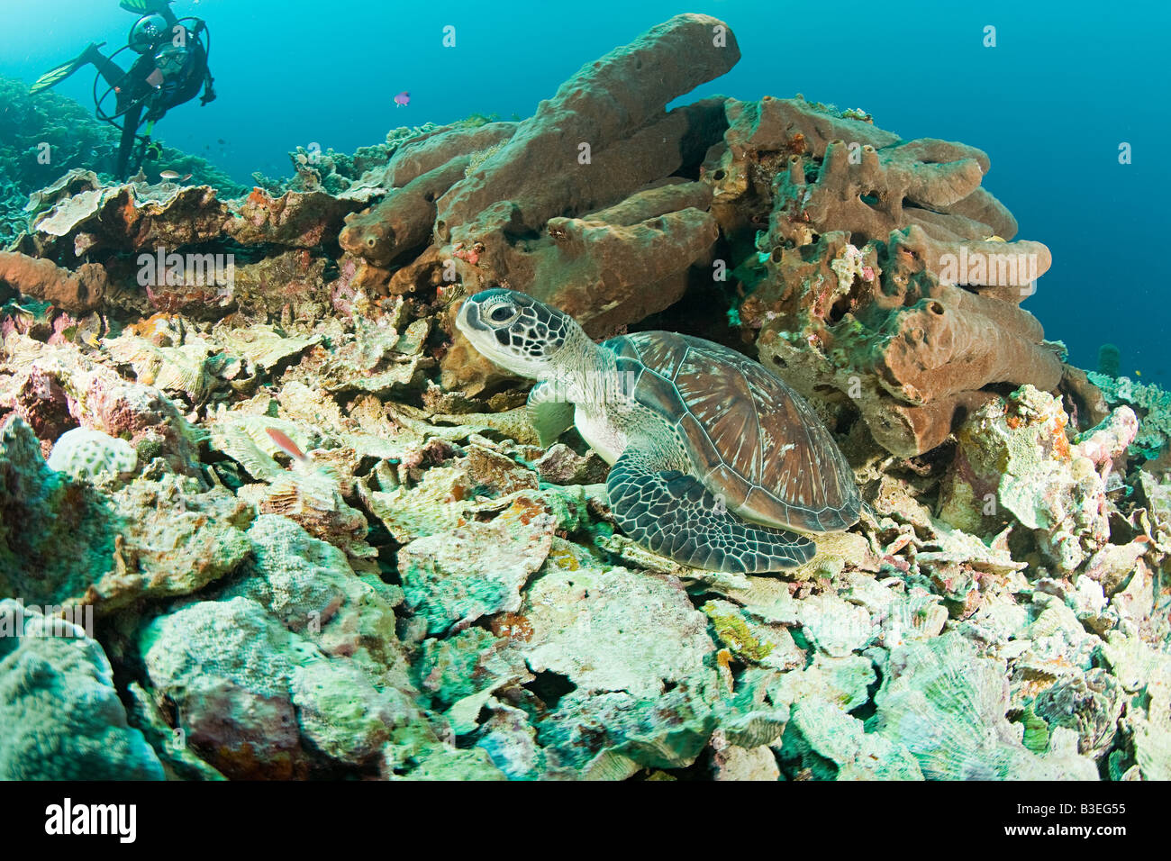 Turtle on coral reef hi-res stock photography and images - Alamy