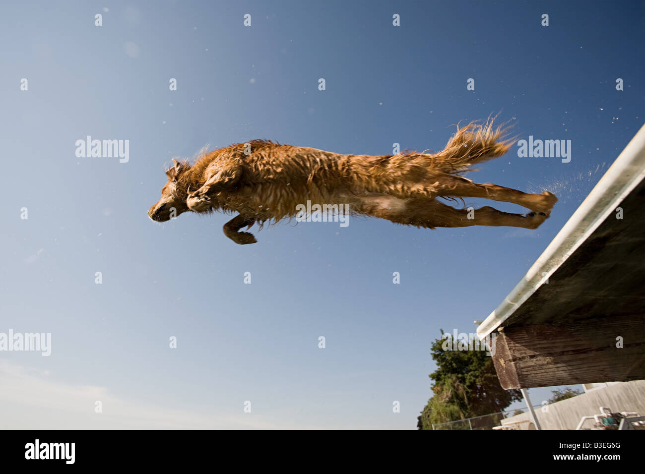 Labrador retriever jumping hi-res stock photography and images - Alamy