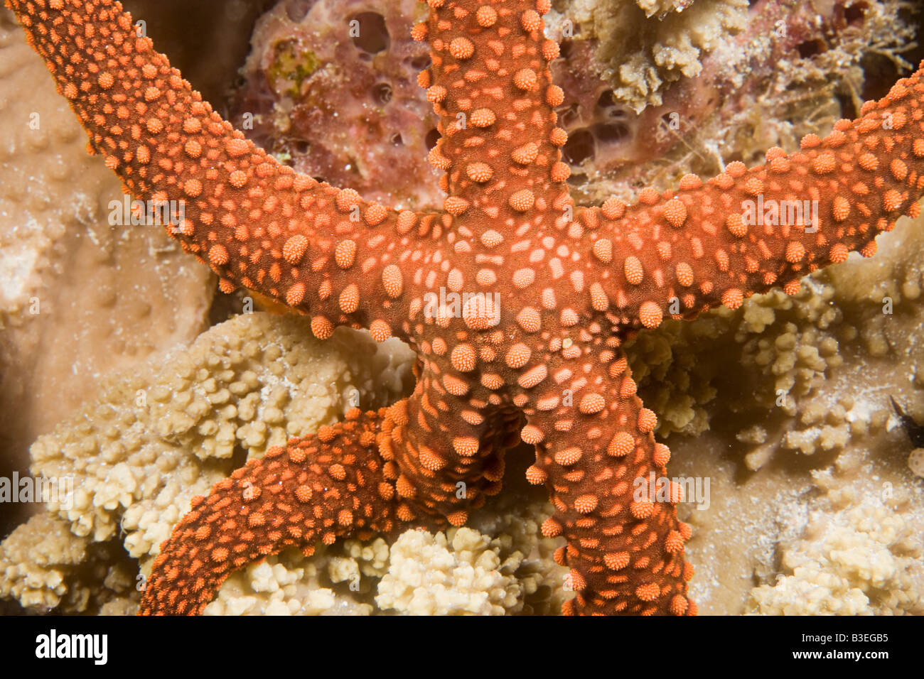 Starfish point hi-res stock photography and images - Alamy