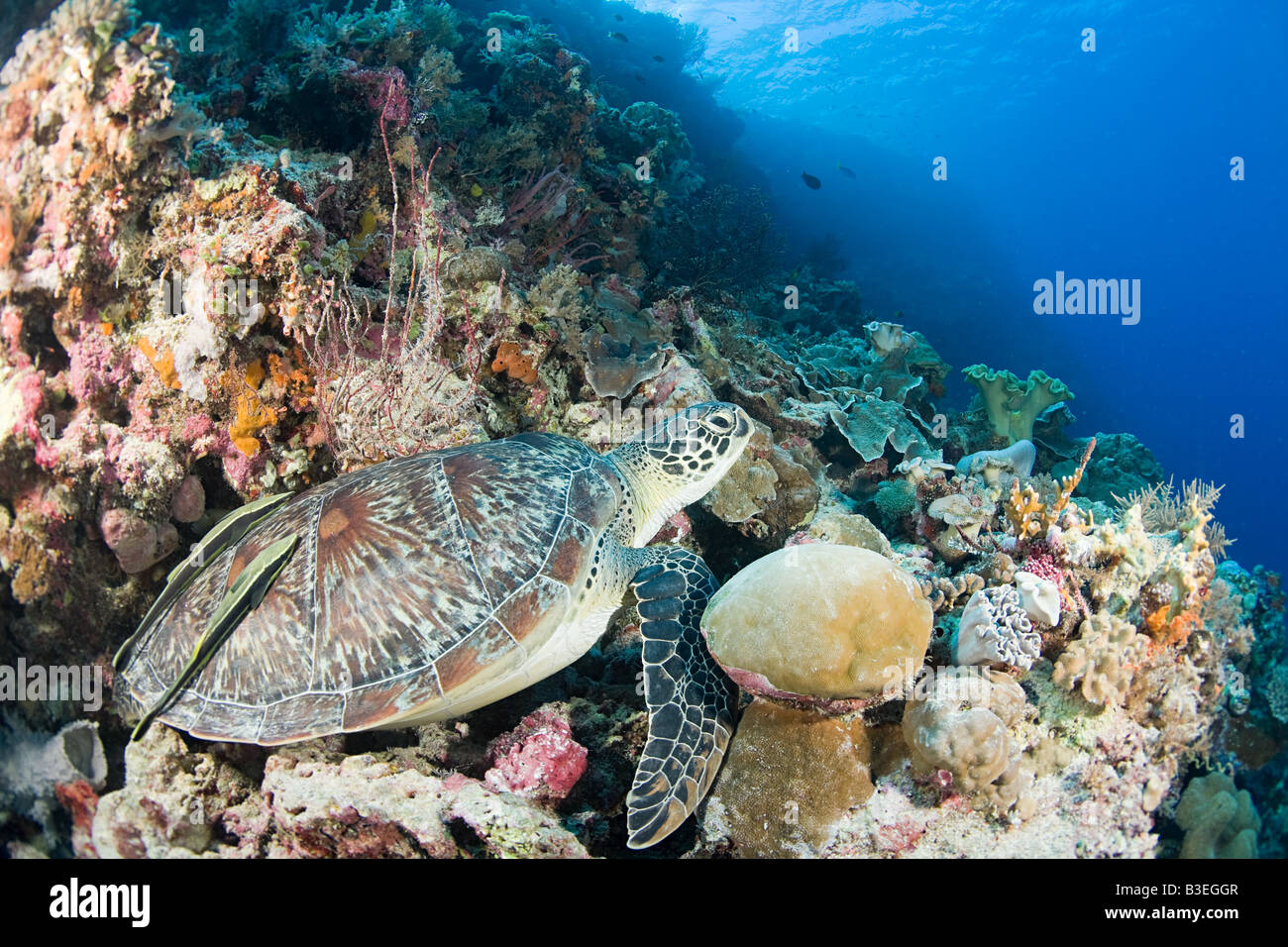 Coral reef turtle hi-res stock photography and images - Alamy