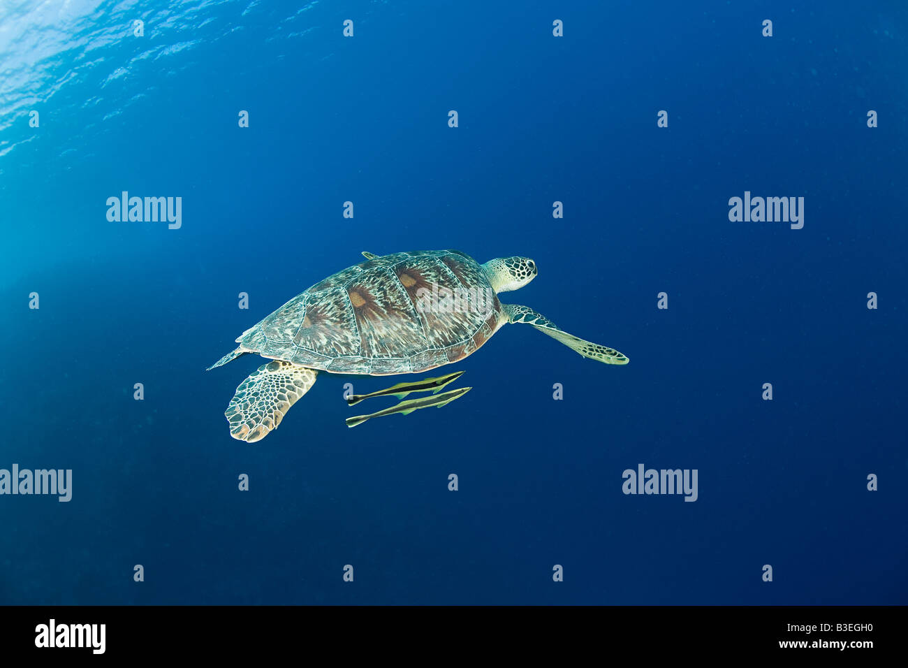 Turtle swimming with fish Stock Photo - Alamy