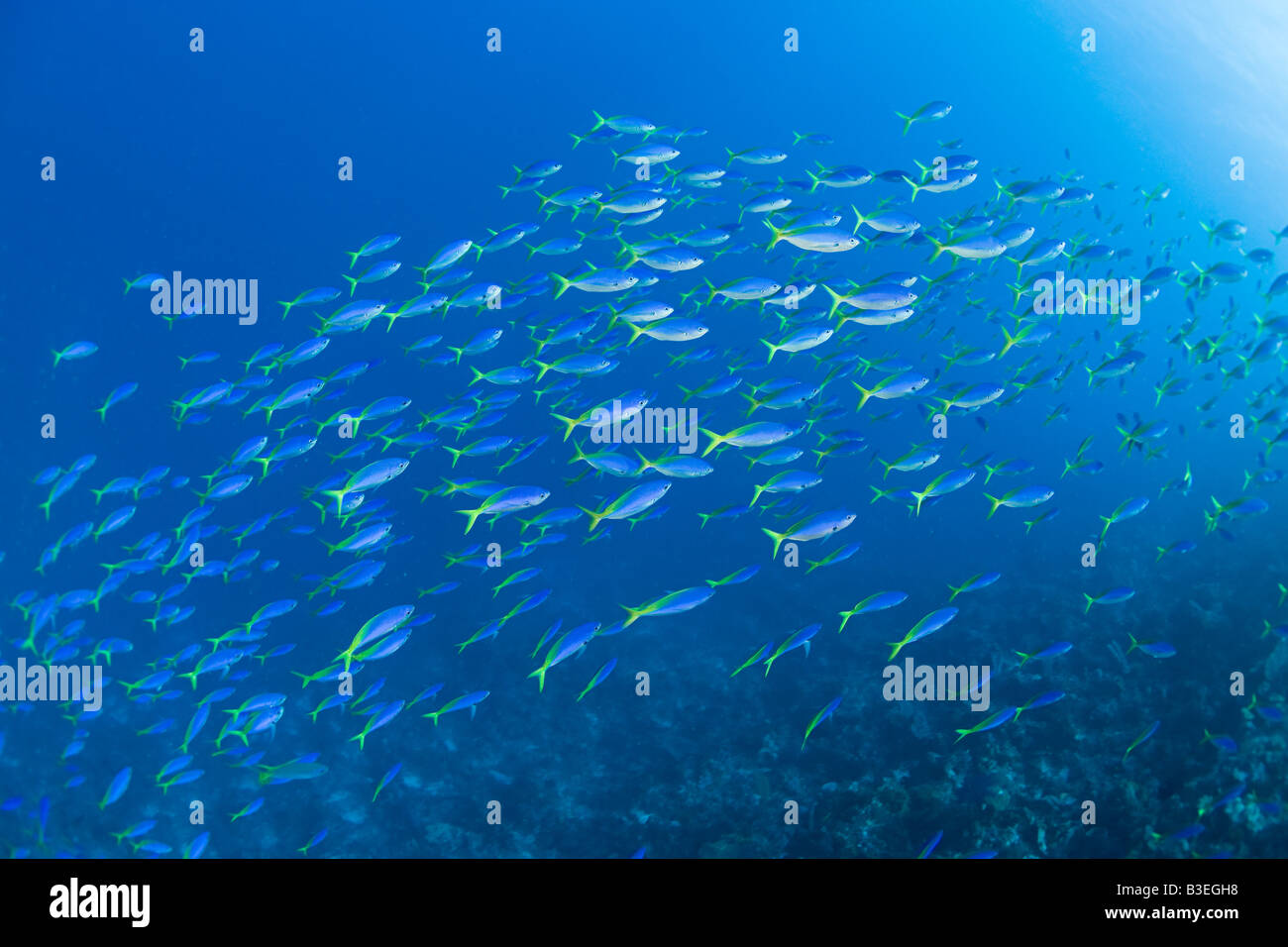 Shoal of fish Stock Photo - Alamy