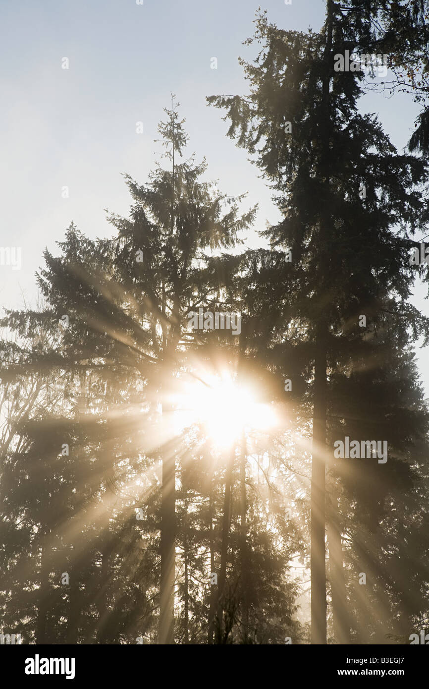 Trees Sunlight Stock Photos & Trees Sunlight Stock Images - Alamy