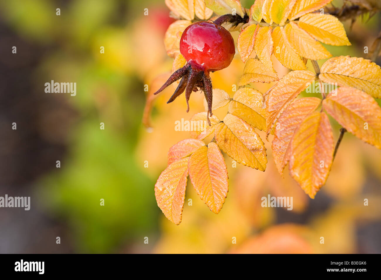 Rosehip and leaves Stock Photo - Alamy