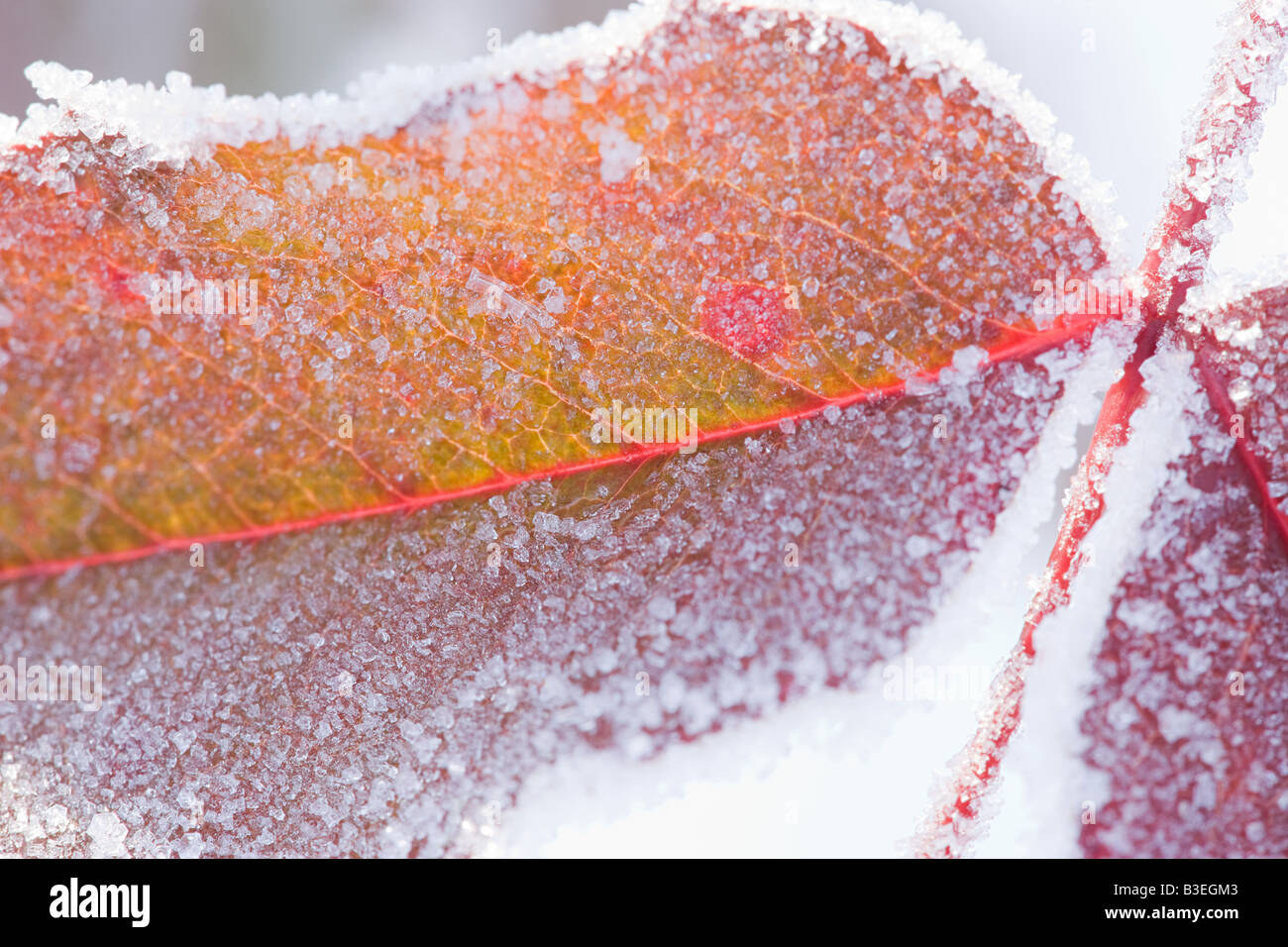 Snow covered leaf Stock Photo - Alamy