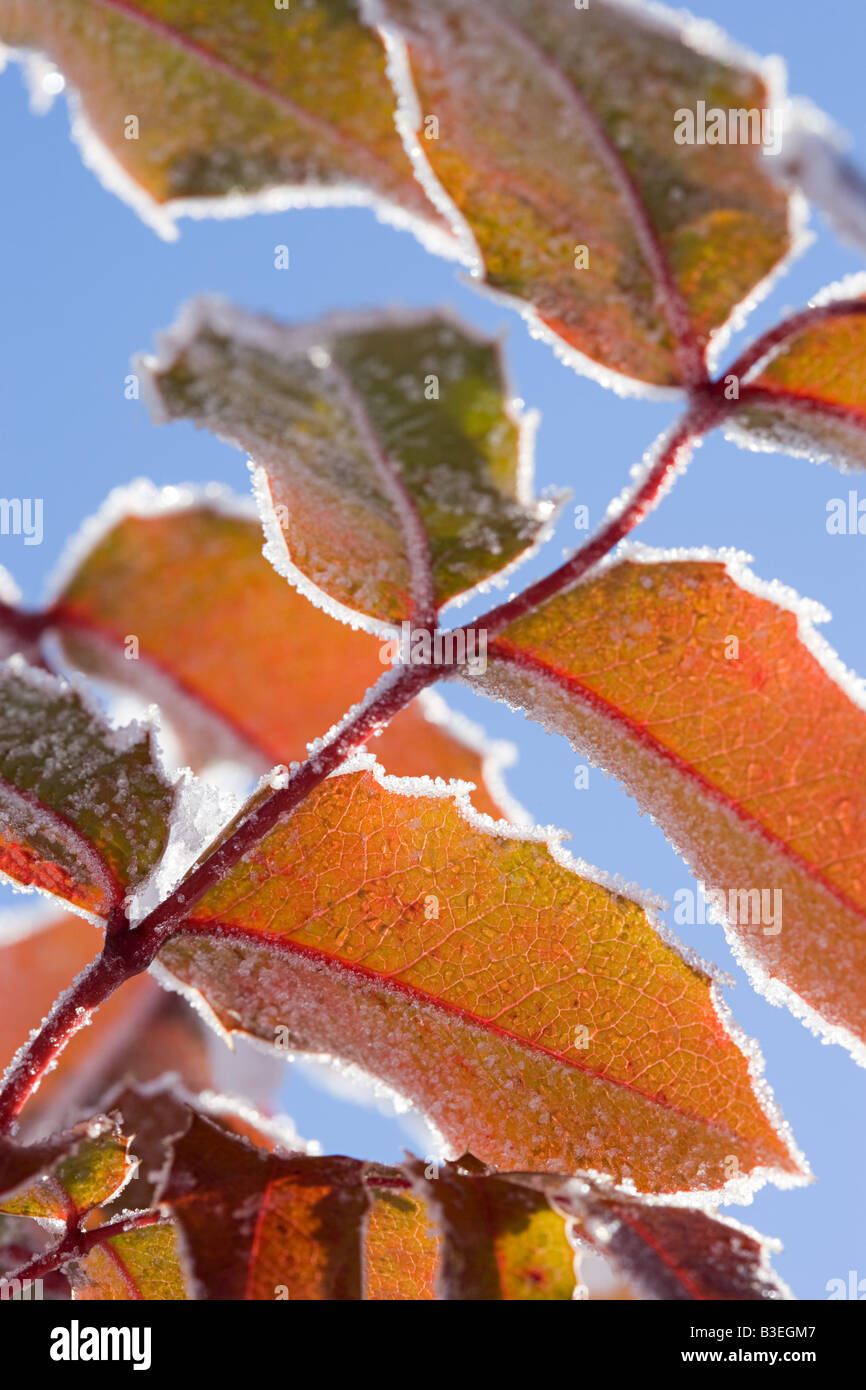 Leaves covered in snow Stock Photo - Alamy