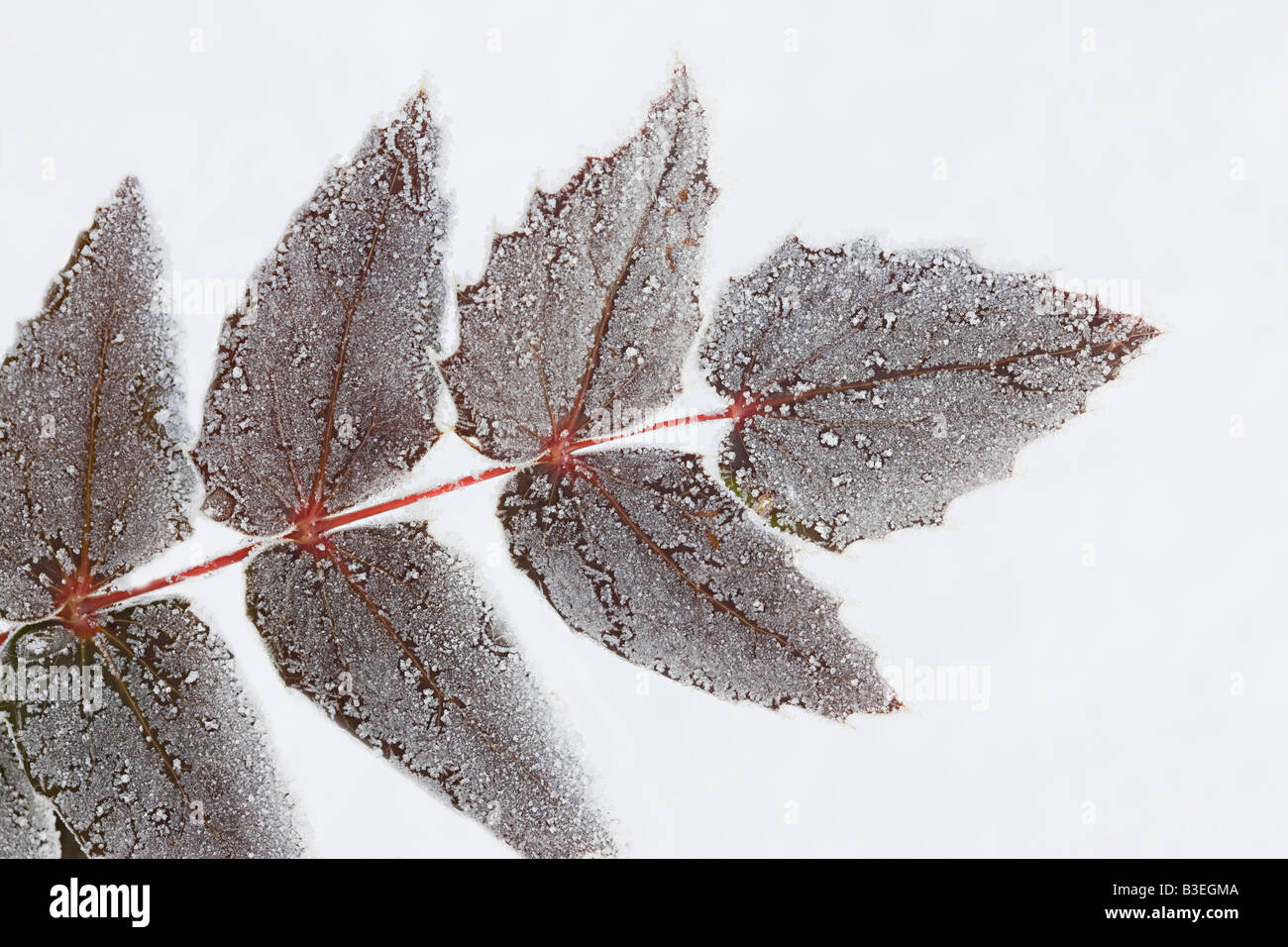 Snow covered leaves Stock Photo - Alamy