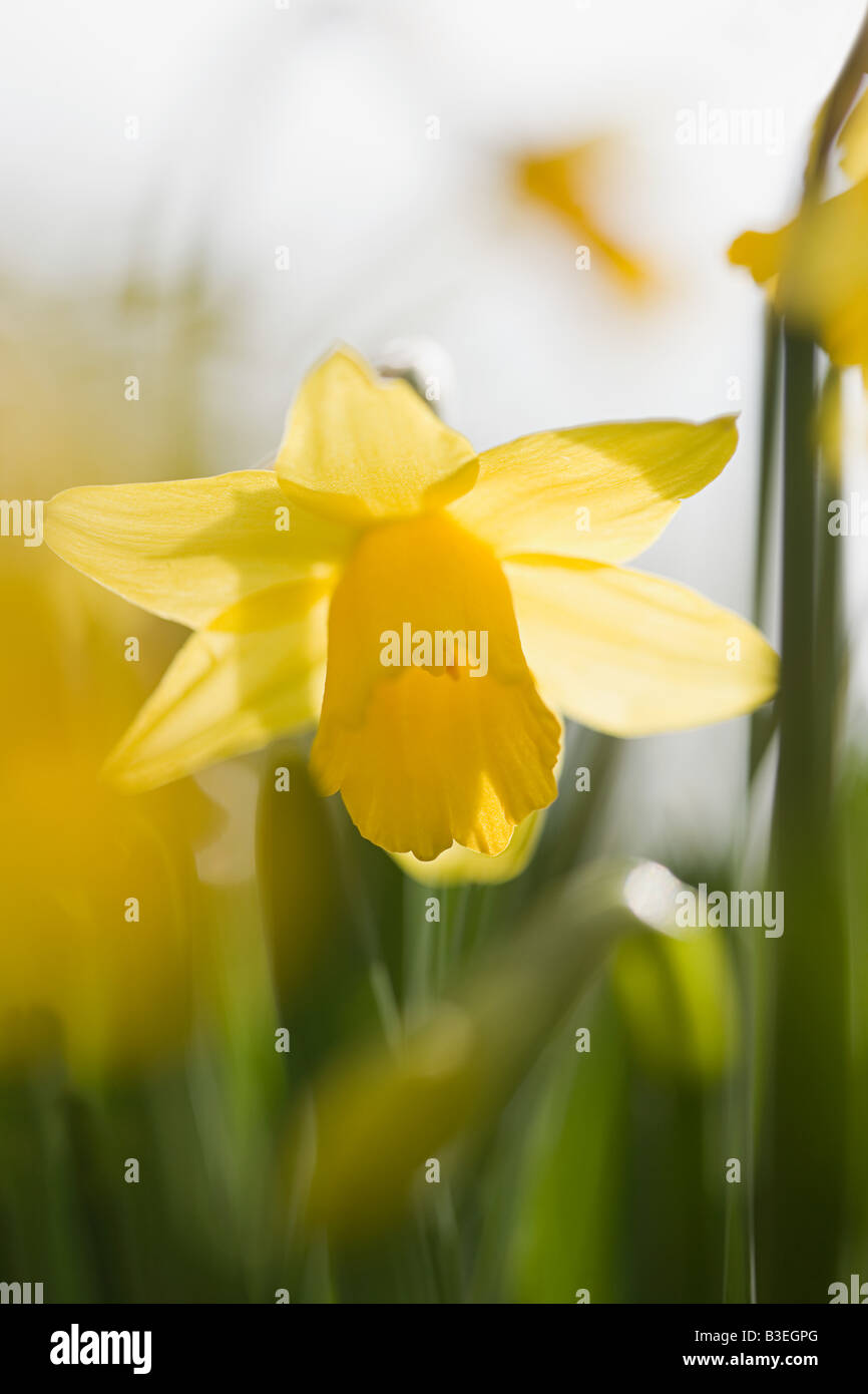 Daffodil species hi-res stock photography and images - Alamy