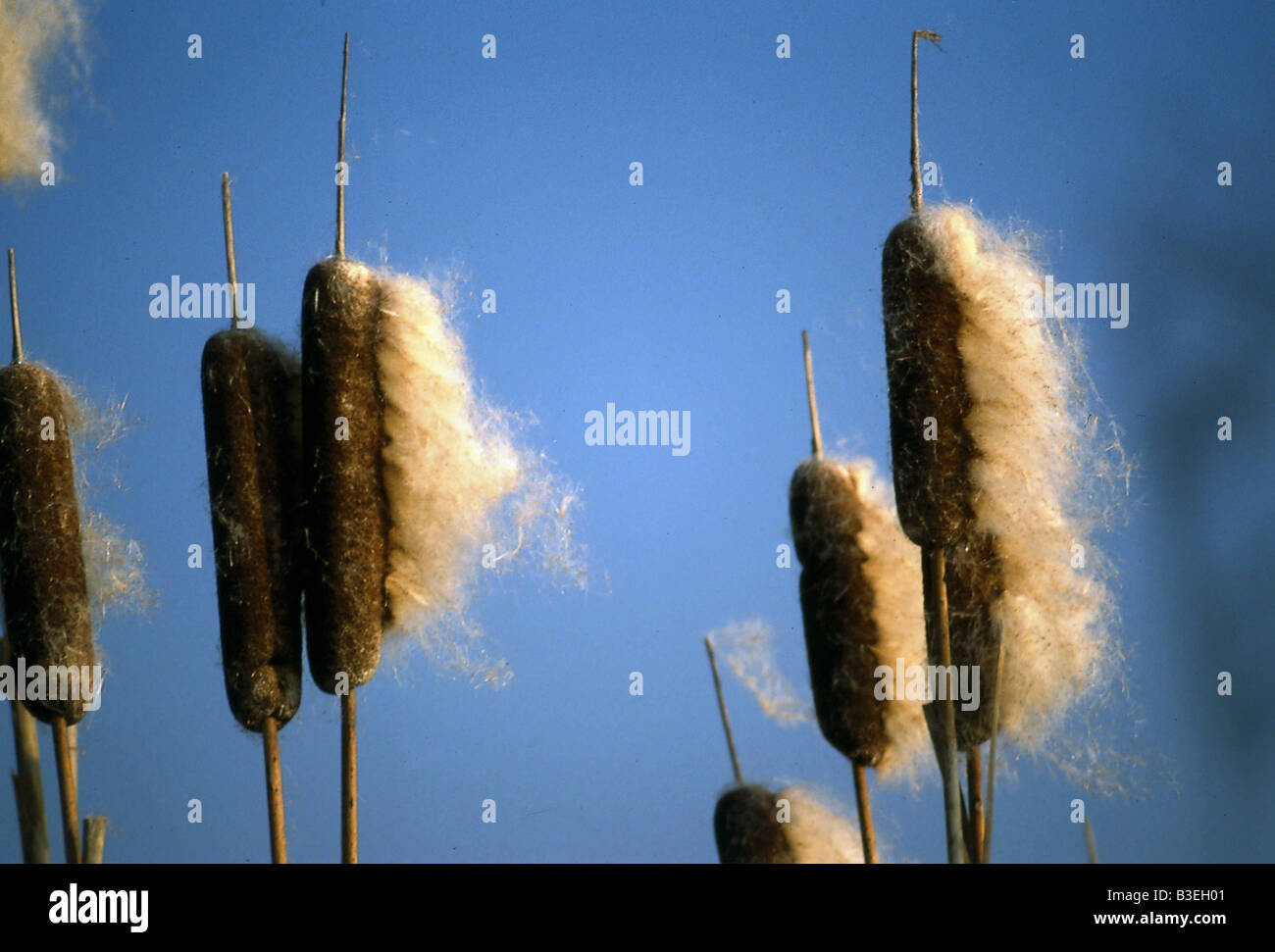 botany, bulrush, (Typha), Common Bulrush, (Typha latifolia), seed head ...
