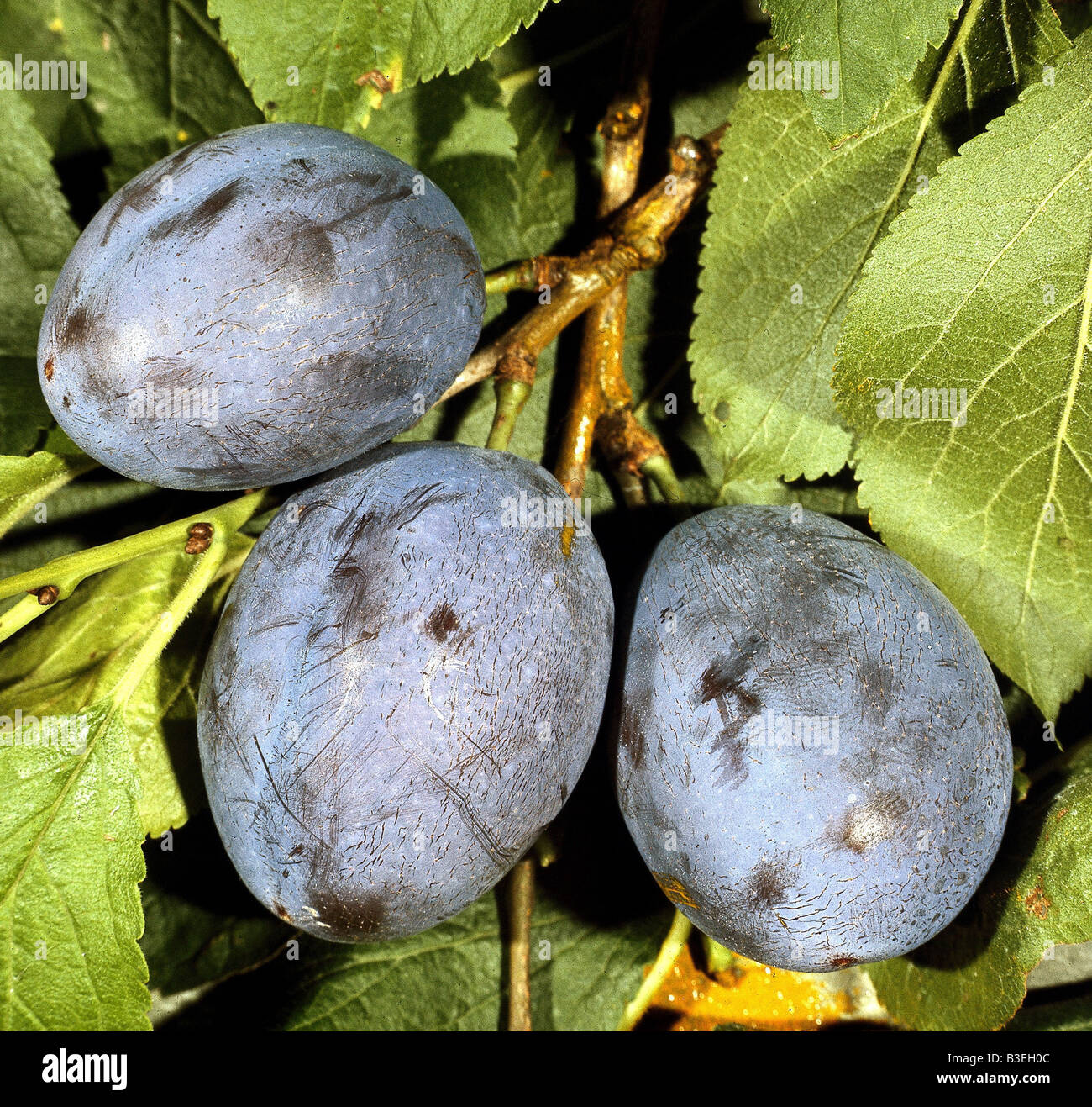 botany, plum, (Prunus domestica), on branch, hanging on branch, growing ...