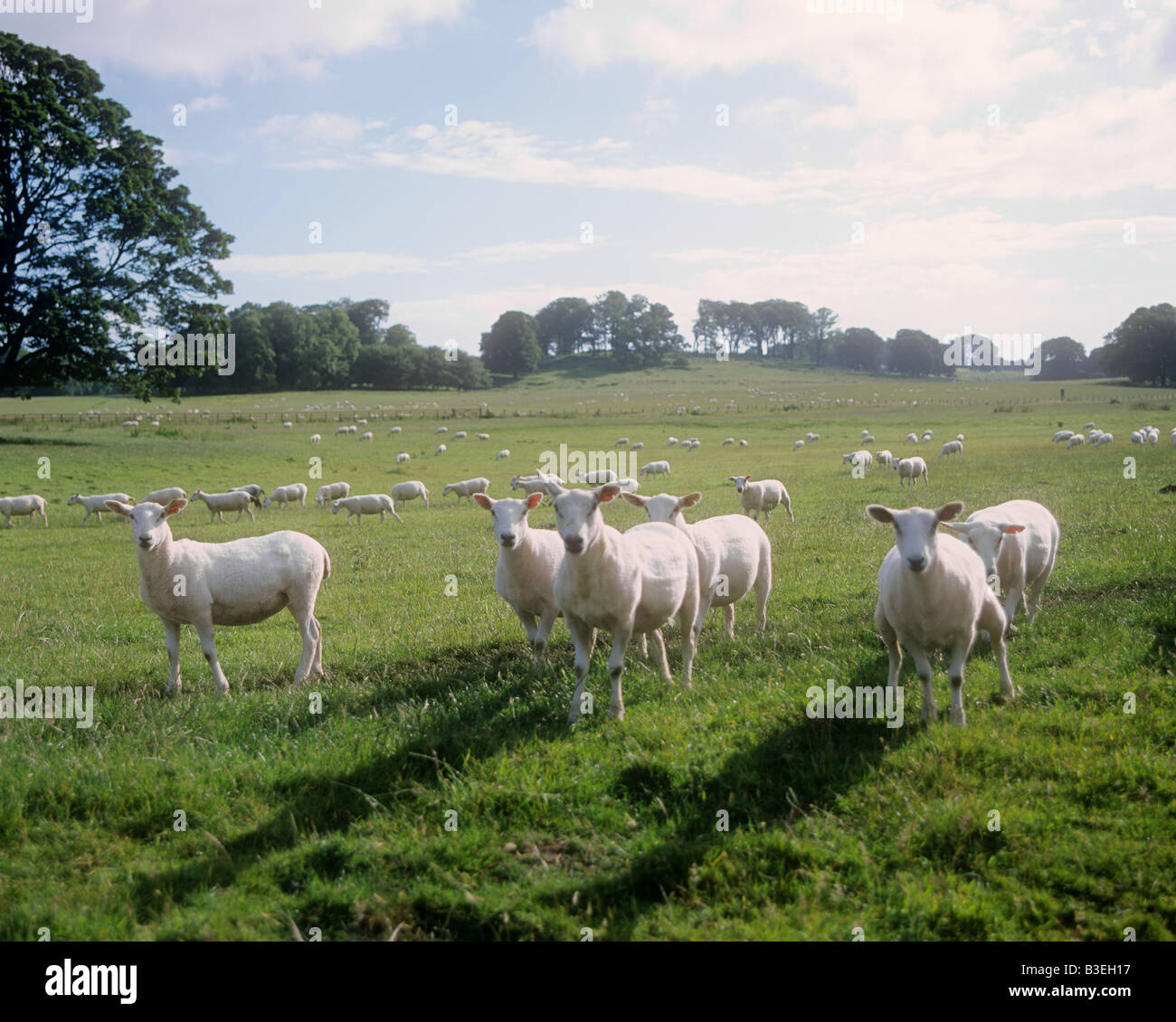 Sheep in a field Stock Photo - Alamy