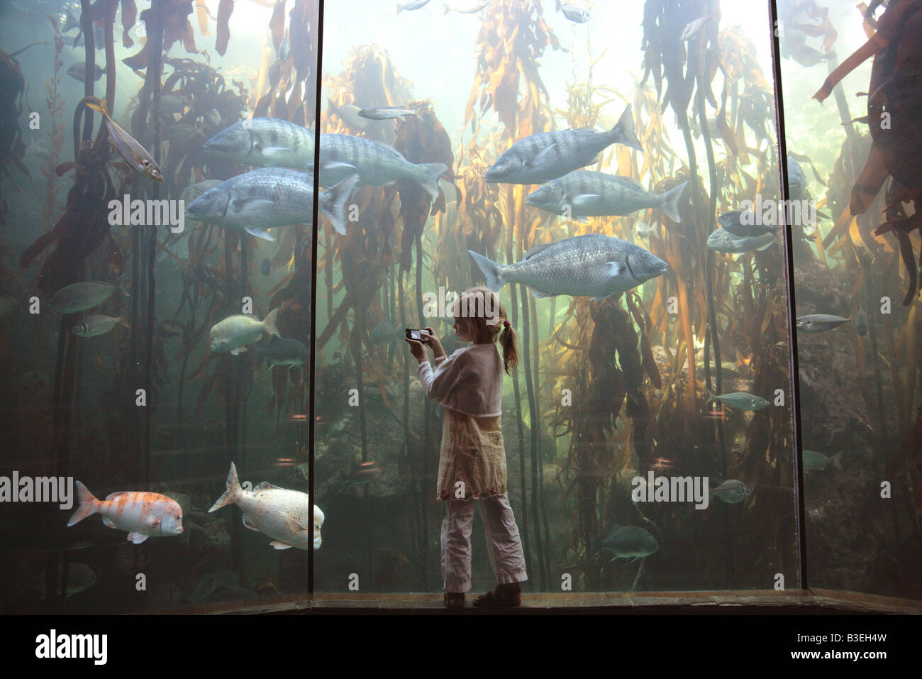 Young girl taking a picture with Nokia phone of big fish in an aquarium ...