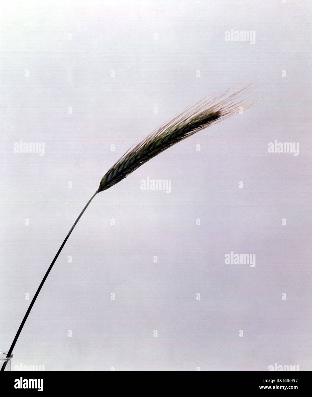 Pooideae triticeae hi-res stock photography and images - Alamy