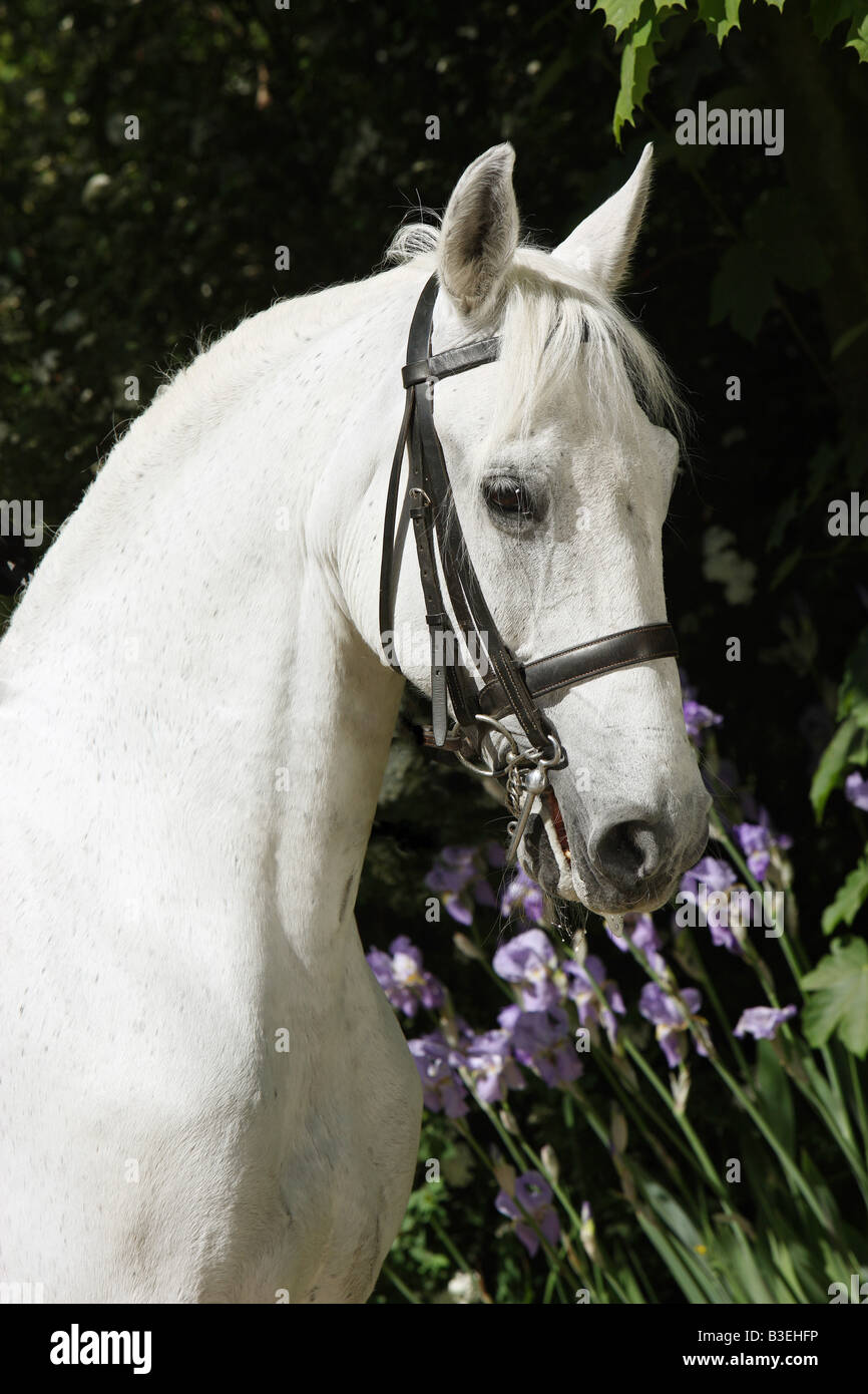 Lipizzan horse - portrait Stock Photo - Alamy