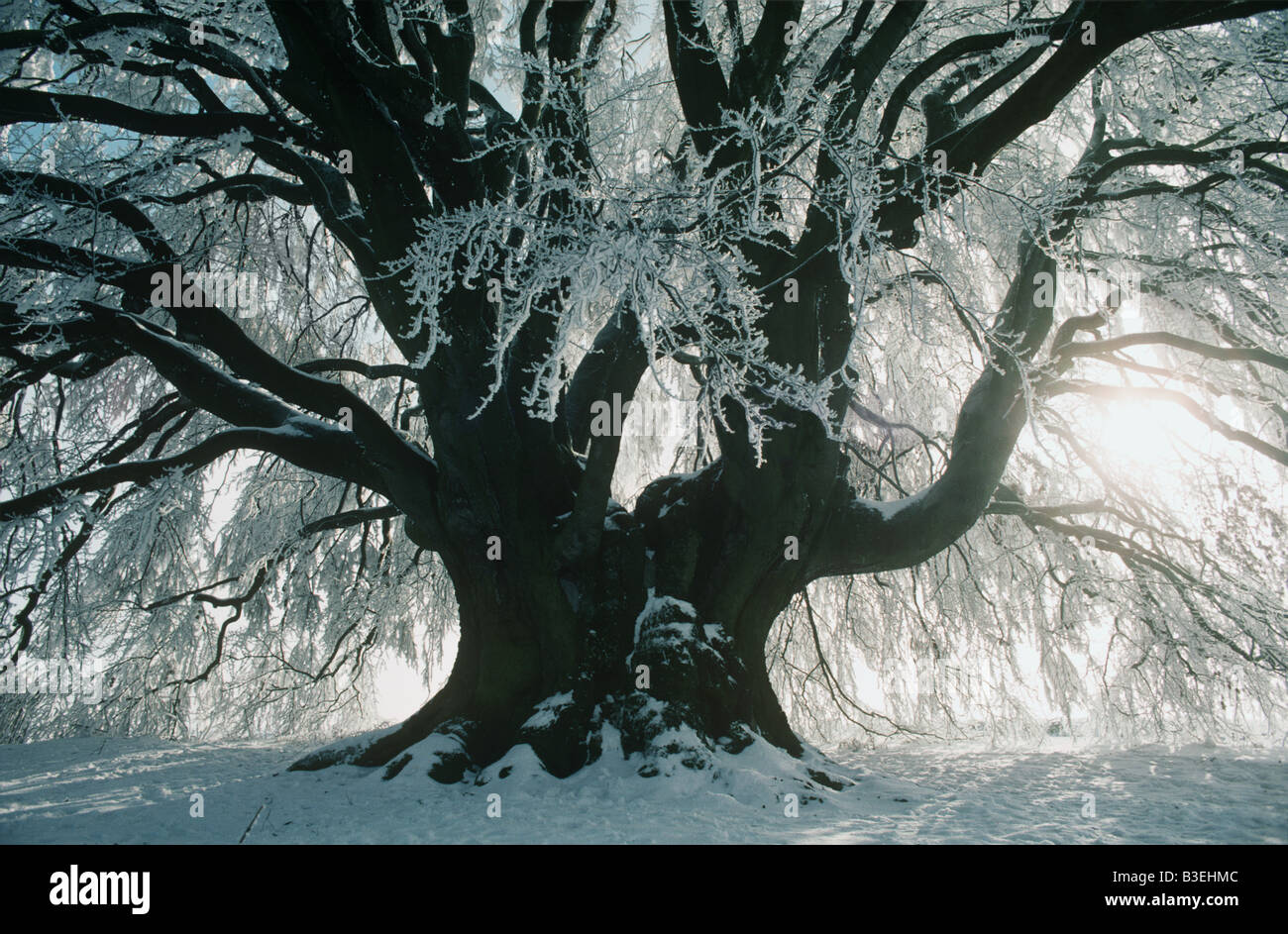 One snow covered tree hi-res stock photography and images - Alamy