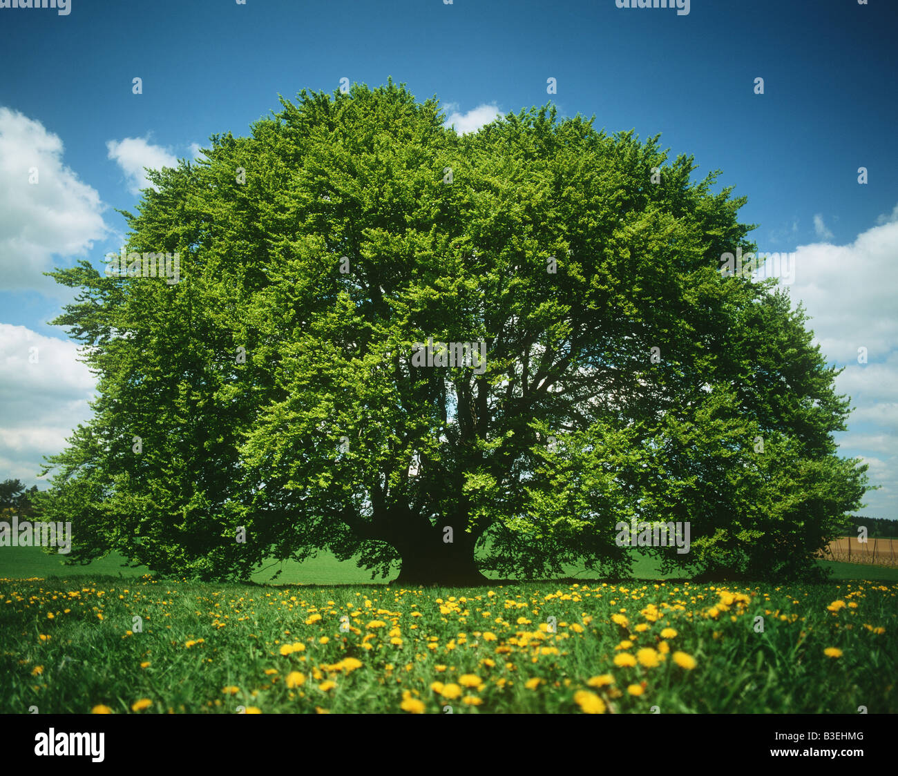 Tree in spring Stock Photo - Alamy